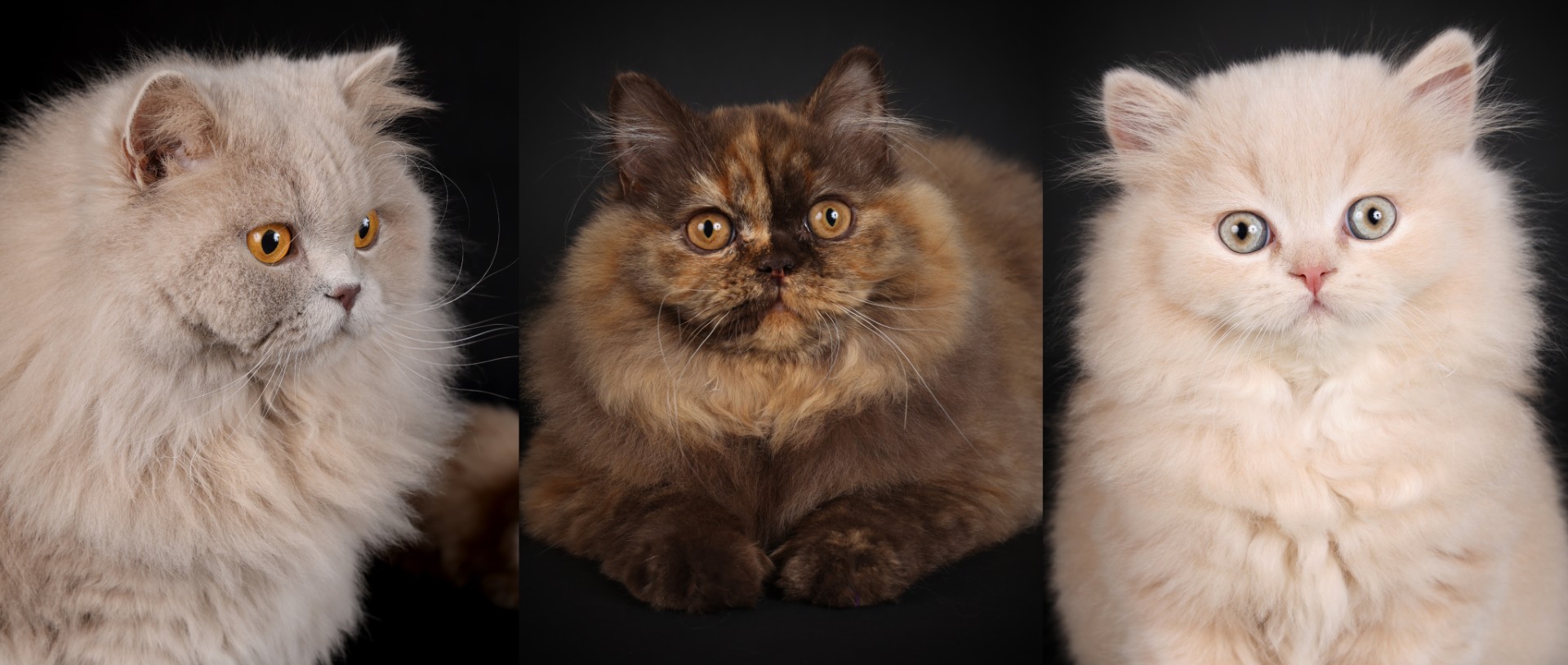 Cattery Biscotti Blue - Cattery Biscotti Blue